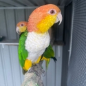 Birds for Sale - PetLink Classifieds