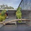Birds for Sale - PetLink Classifieds