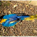 Birds for Sale - PetLink Classifieds
