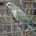 Birds for Sale - PetLink Classifieds