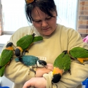 Birds for Sale - PetLink Classifieds