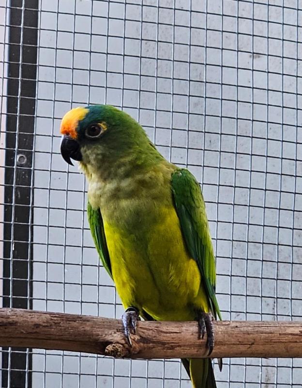 Peach Fronted Conures- Proven Breeding Pair