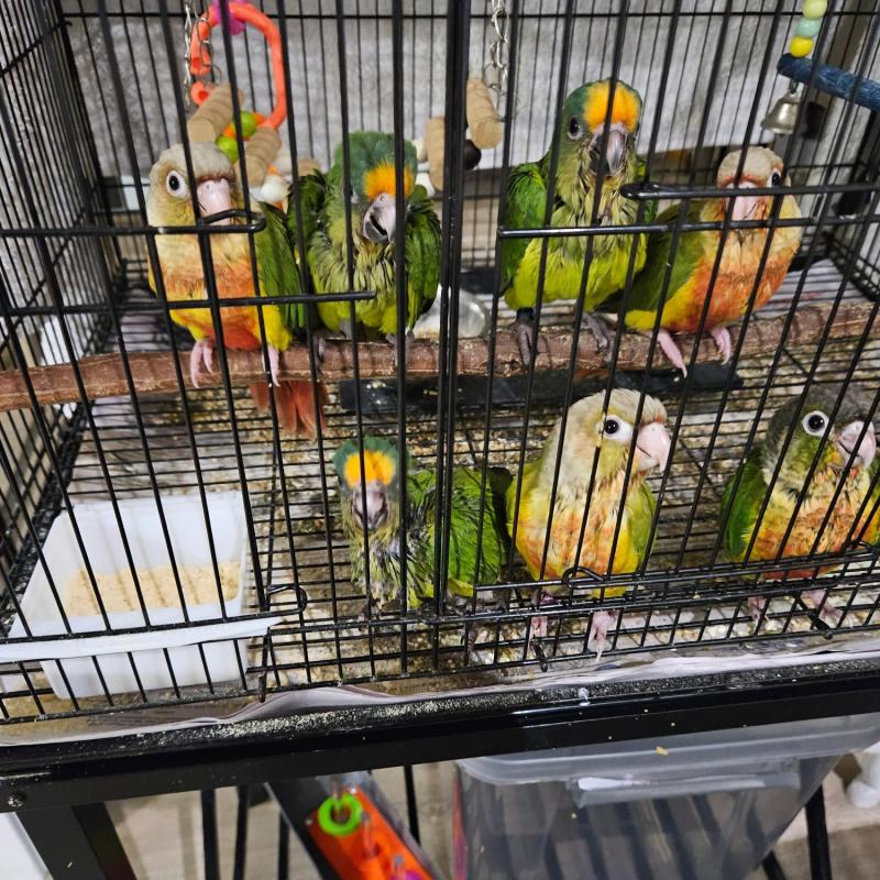 Peach Fronted Conures- Proven Breeding Pair