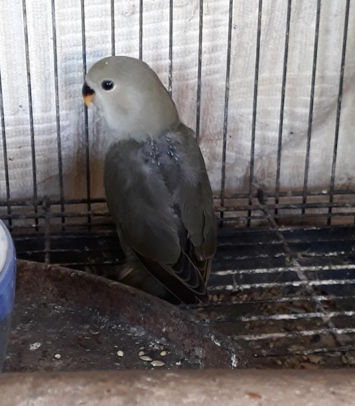 Peach face many colours.