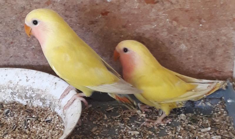 Peach face many colours.