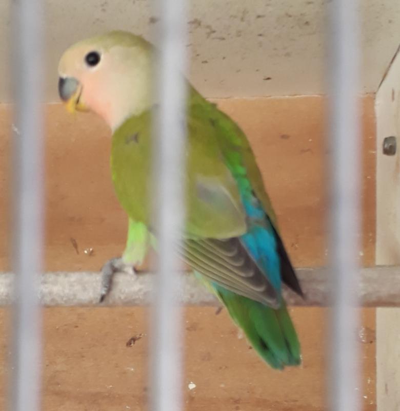 Peach face many colours.