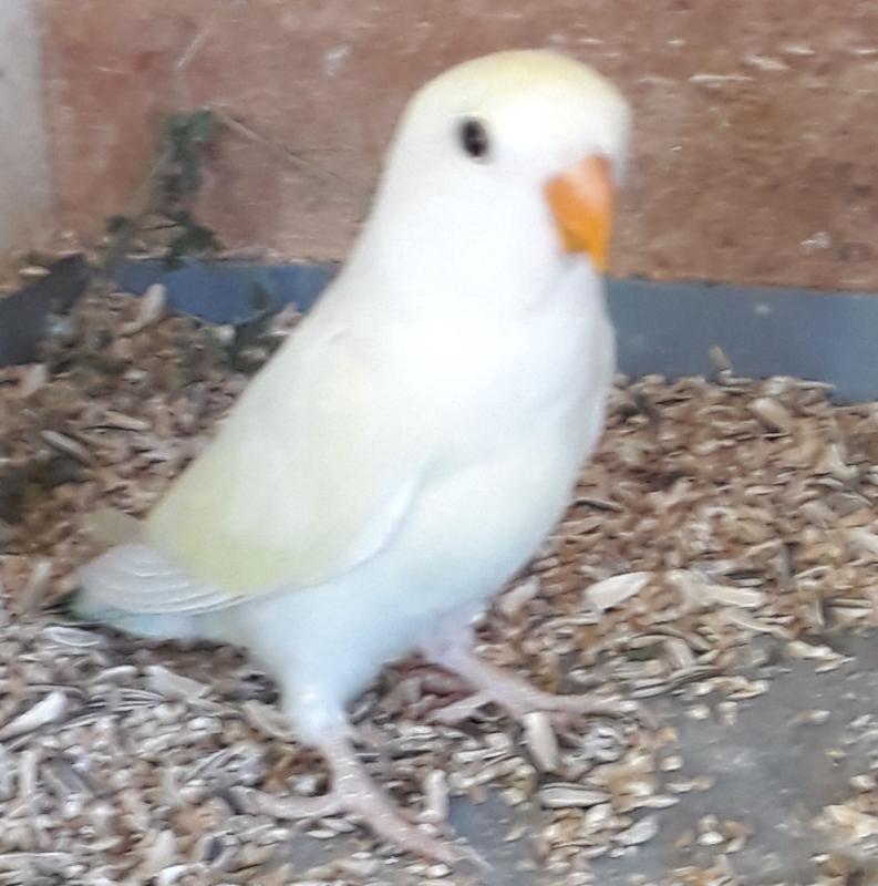 Peach face many colours.