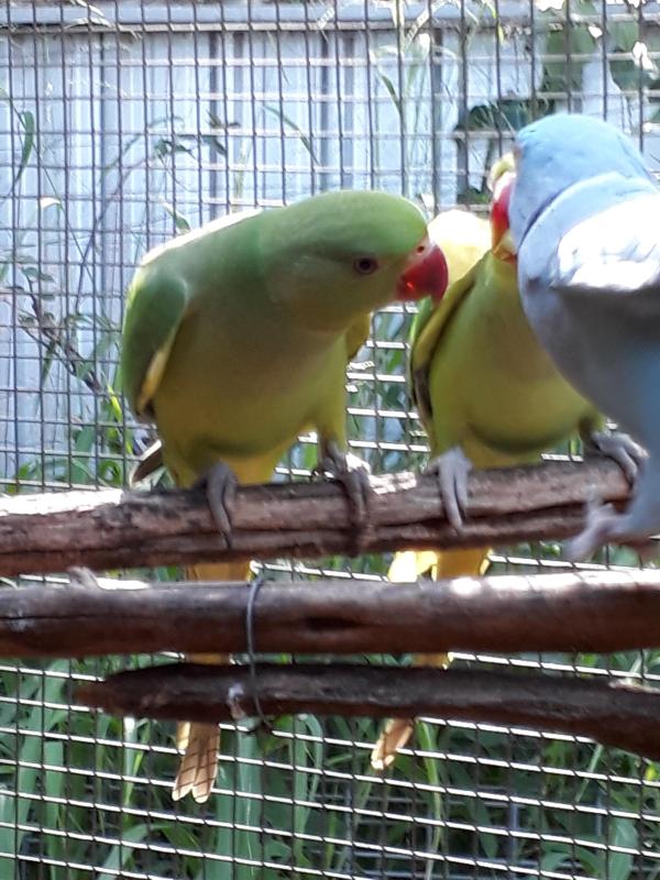 green split blue Indin ring neck HEN